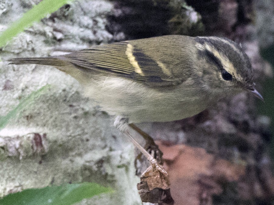 Chinese Leaf Warbler - eBird