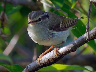 Gansu Leaf Warbler - eBird