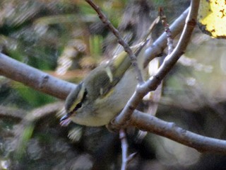 Gansu Leaf Warbler - eBird