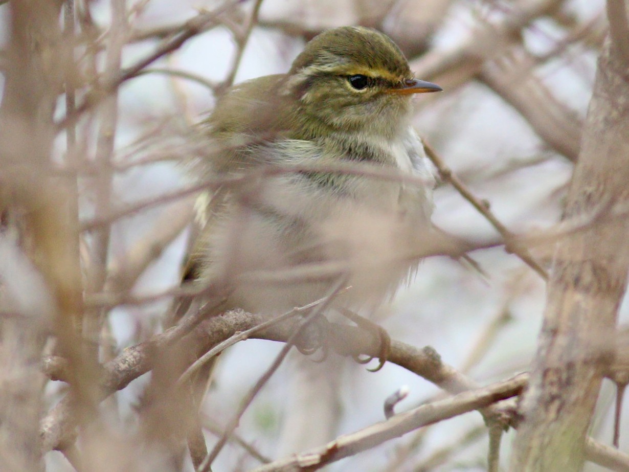 Gansu Leaf Warbler - eBird