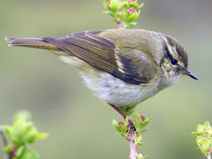 Gansu Leaf Warbler - eBird