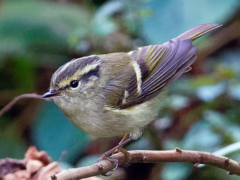 Sichuan Leaf Warbler - eBird