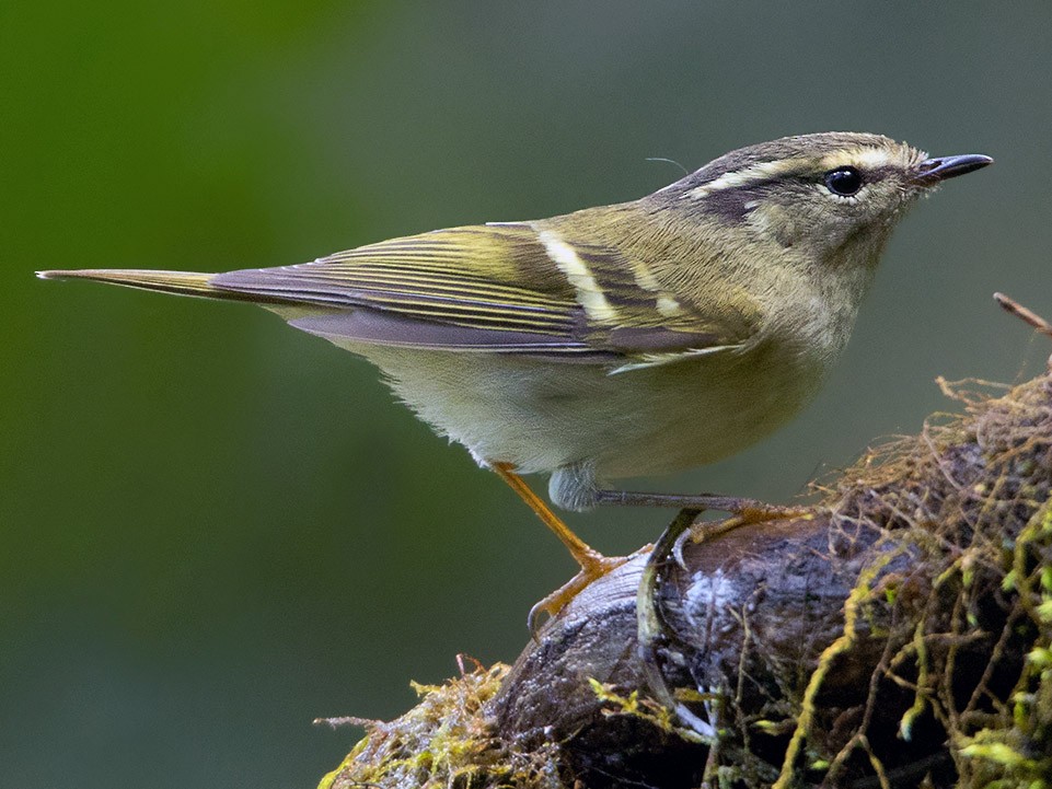 Sichuan Leaf Warbler - Phylloscopus forresti - Birds of the World