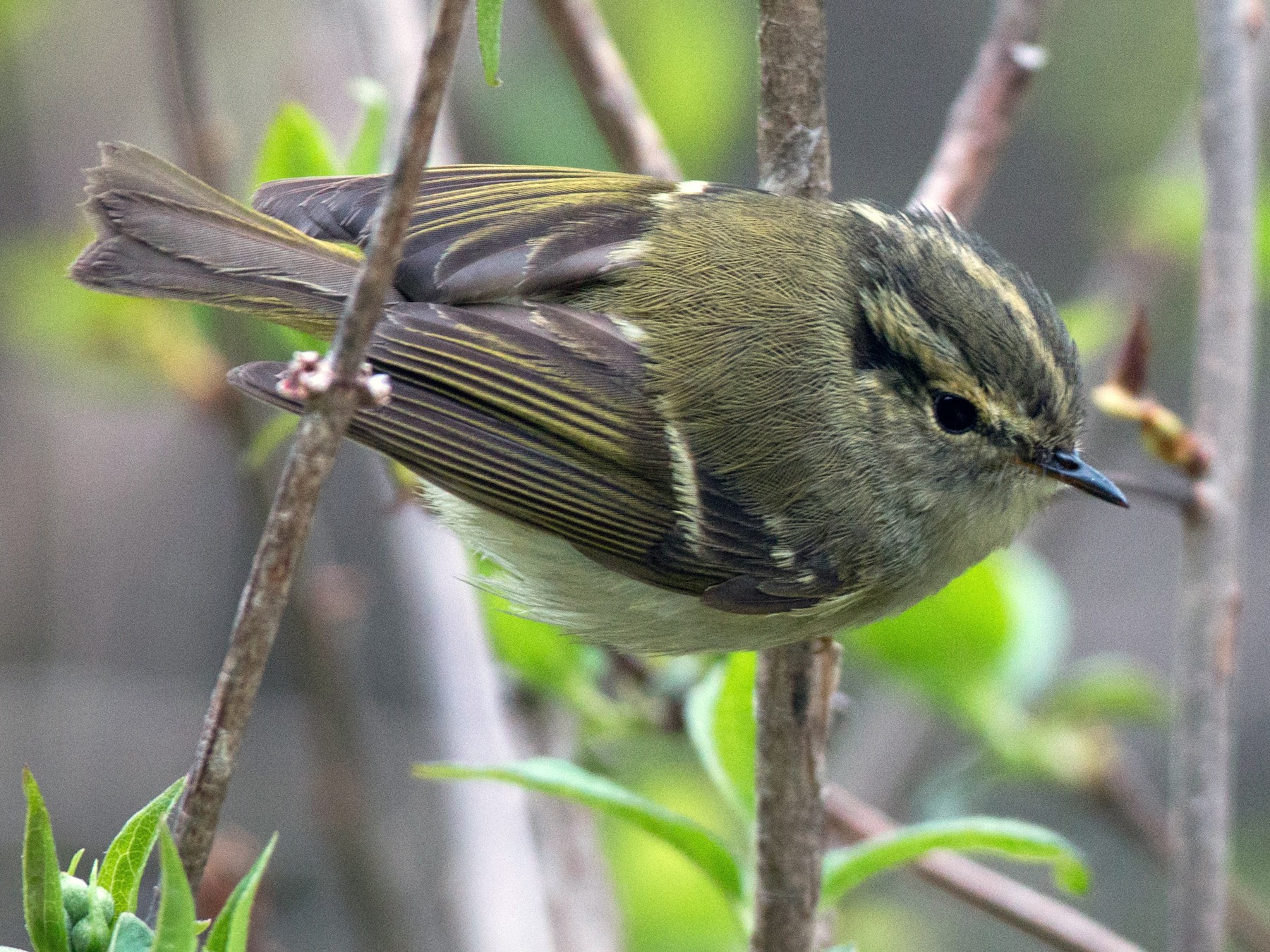 Sichuan Leaf Warbler - eBird