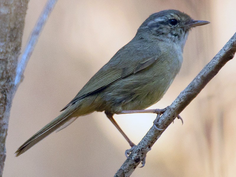 Yellow-streaked Warbler - eBird