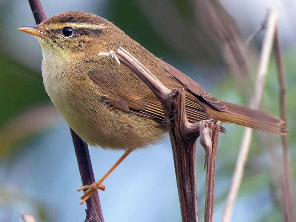 Yellow-streaked Warbler - eBird