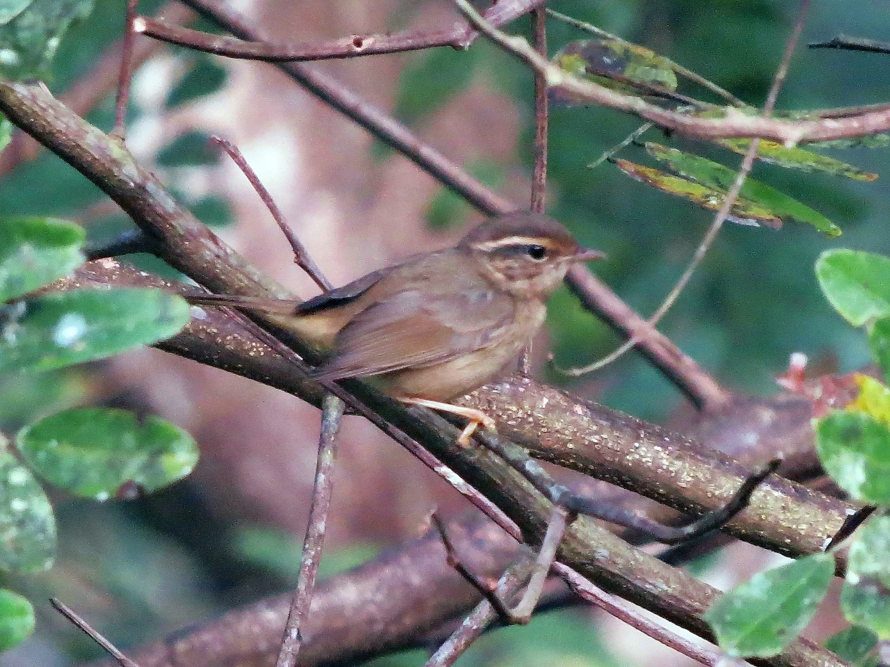 Yellow-streaked Warbler - eBird