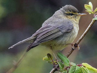 Tickell's Leaf Warbler (Alpine) - eBird