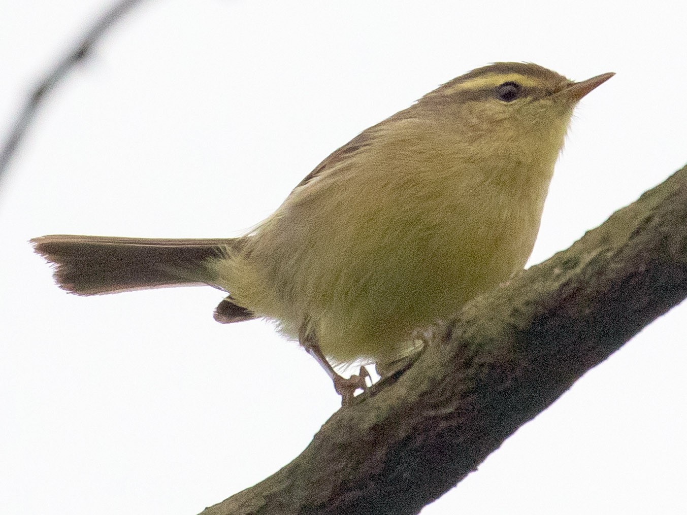 Tickell's Leaf Warbler (Alpine) - eBird