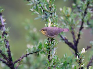 Tickell's Leaf Warbler (Alpine) - eBird