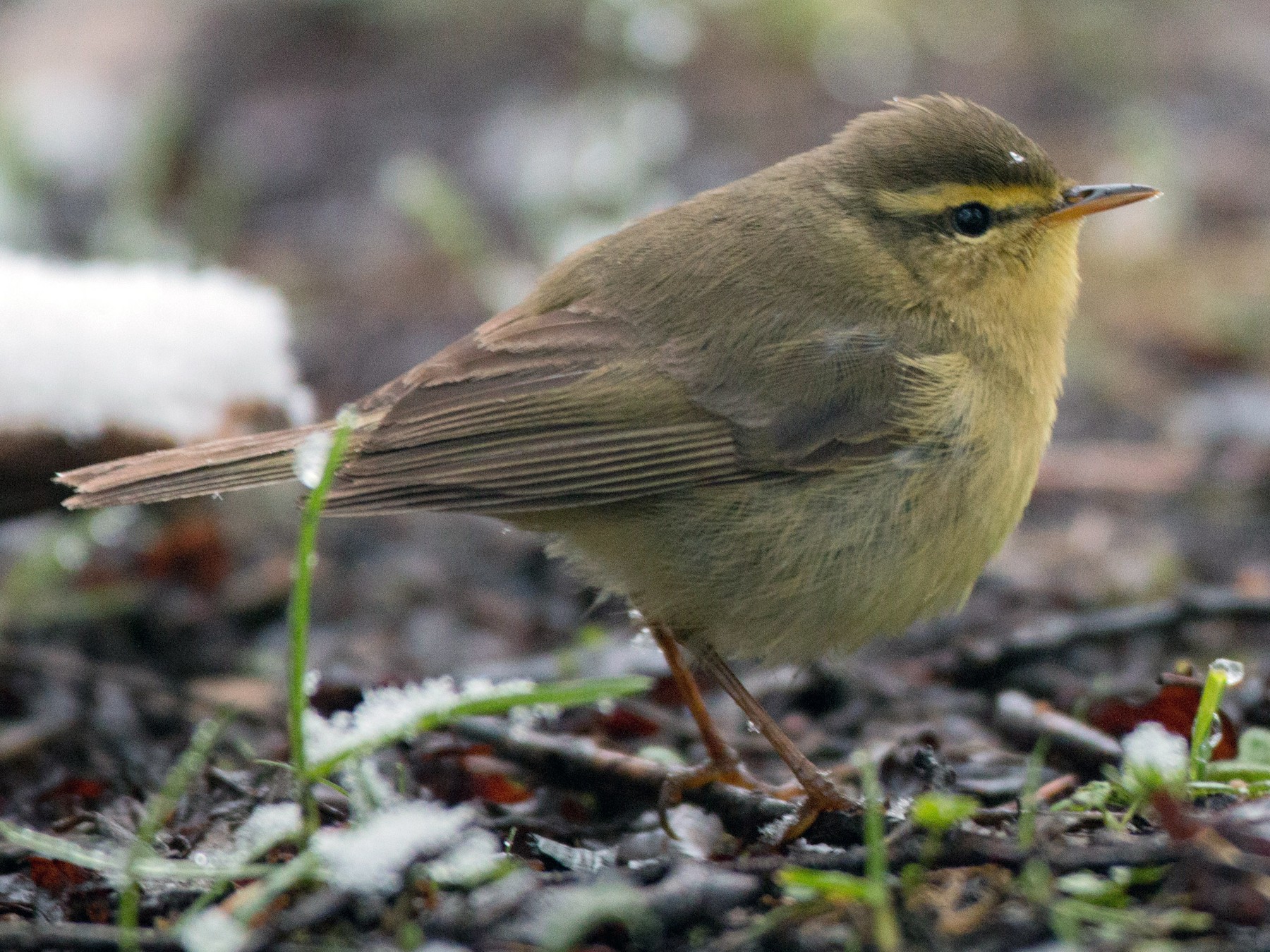 Tickell's Leaf Warbler (Alpine) - eBird