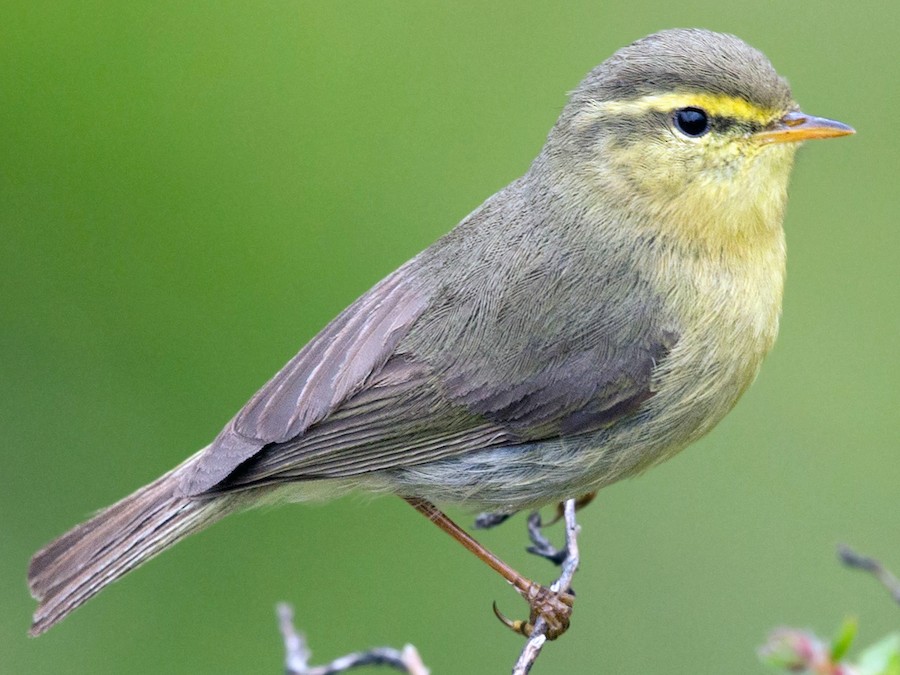 Tickell's Leaf Warbler (Alpine) - eBird