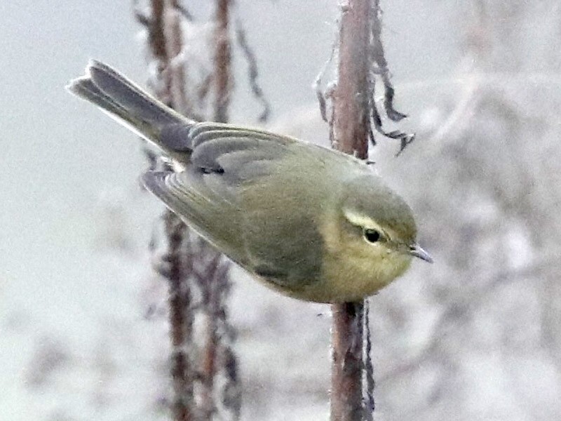 Buff-throated Warbler - eBird