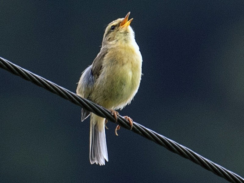 Buff-throated Warbler - eBird