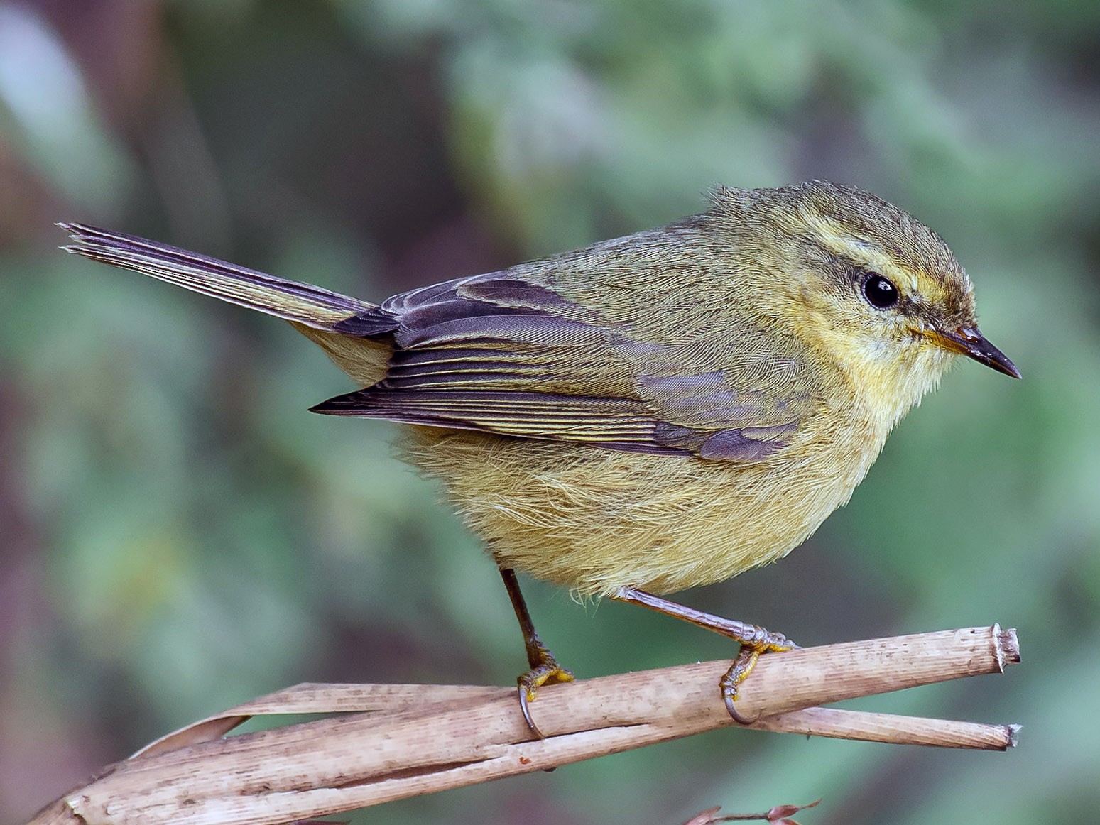 Buff-throated Warbler - eBird