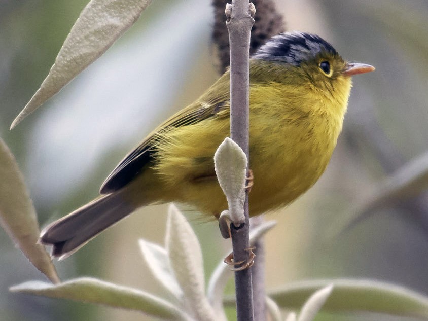 Grey-crowned Warbler - eBird