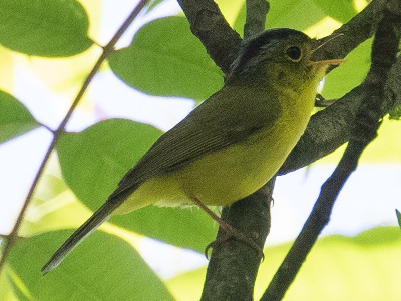 Gray-crowned Warbler - eBird