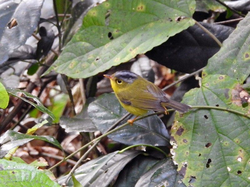 Gray-crowned Warbler - eBird