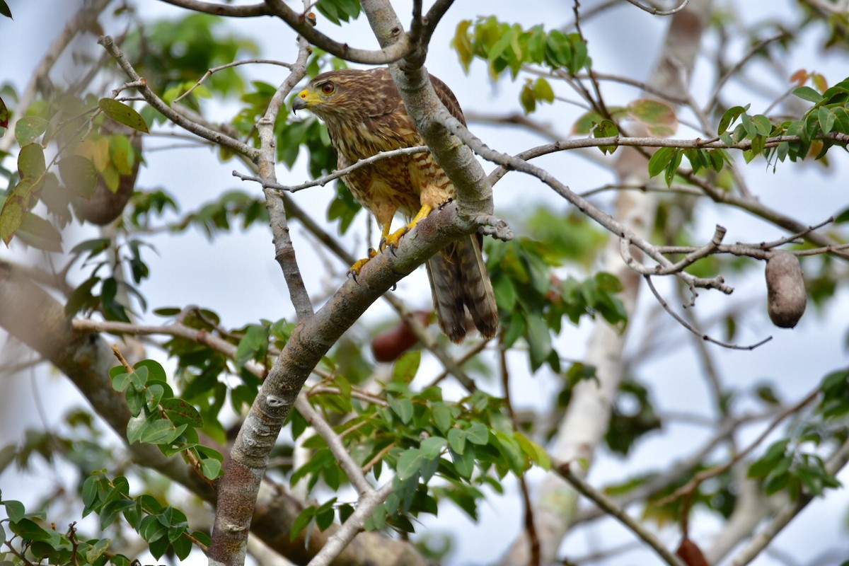 eBird Central America Checklist - 29 Sep 2019 - Crooked Tree W.S ...