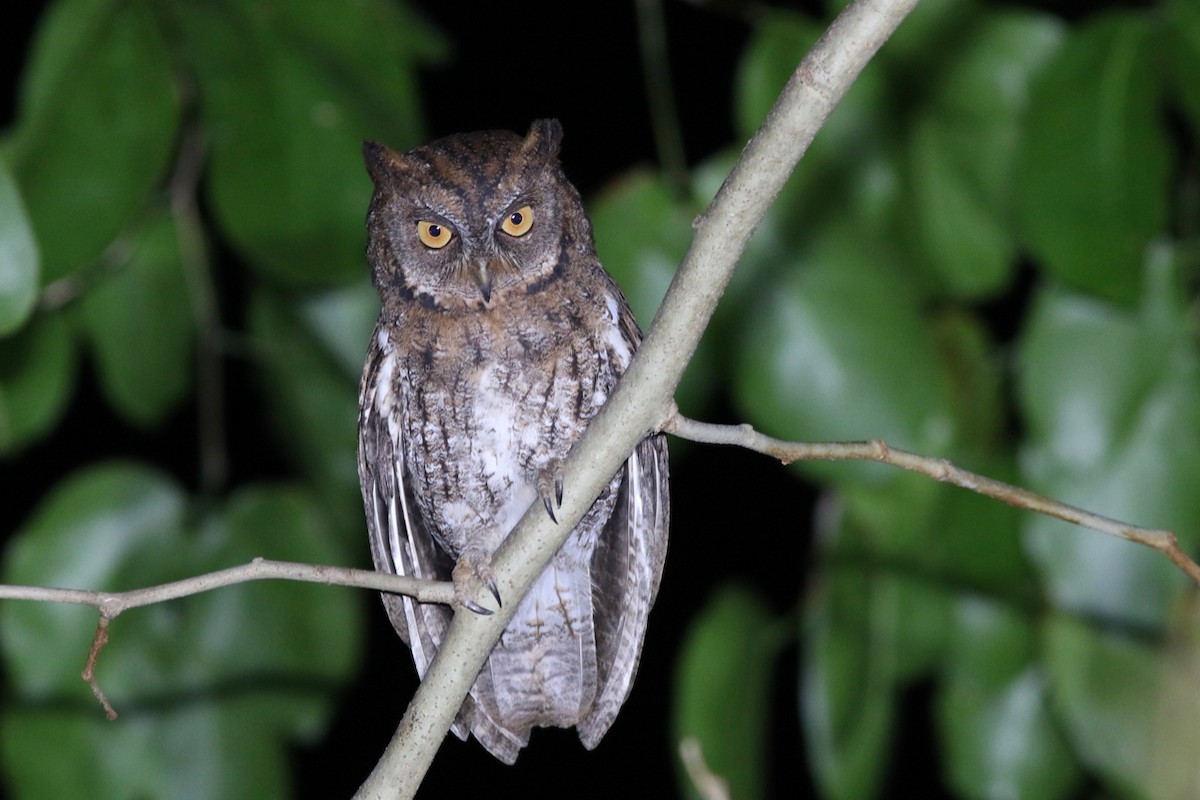 ML179812131 - Rinjani Scops-Owl - Macaulay Library