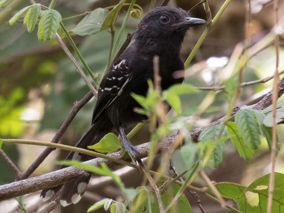 Rio Branco Antbird - Cercomacra carbonaria - Birds of the World