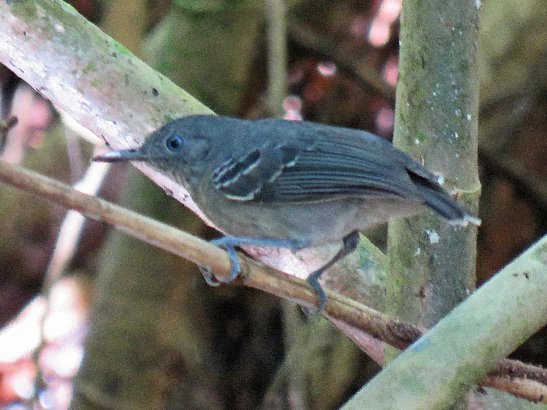 Black-chinned Antbird - eBird