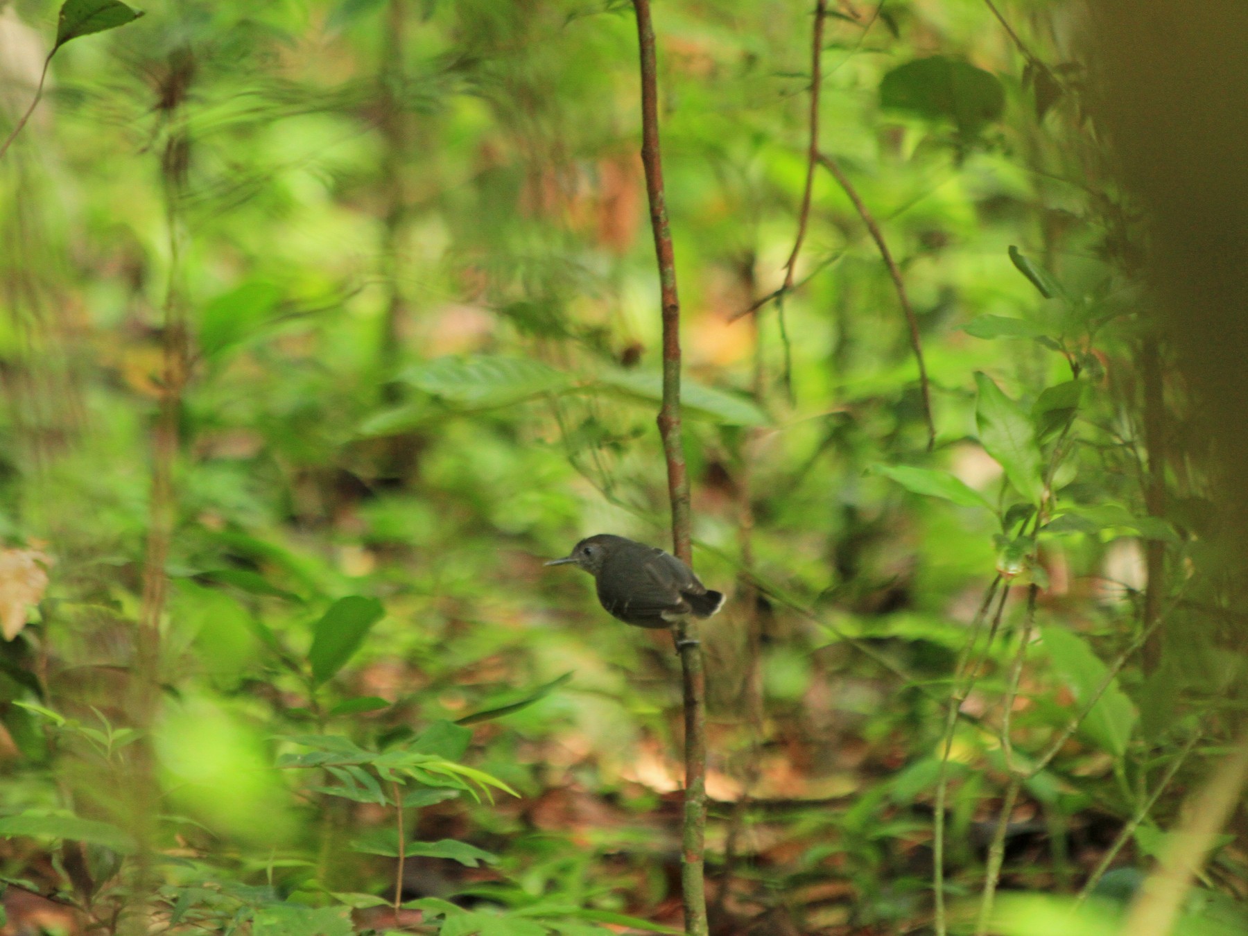 Black-chinned Antbird - eBird