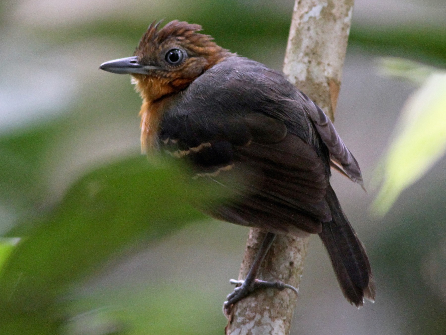 Black-headed Antbird - eBird