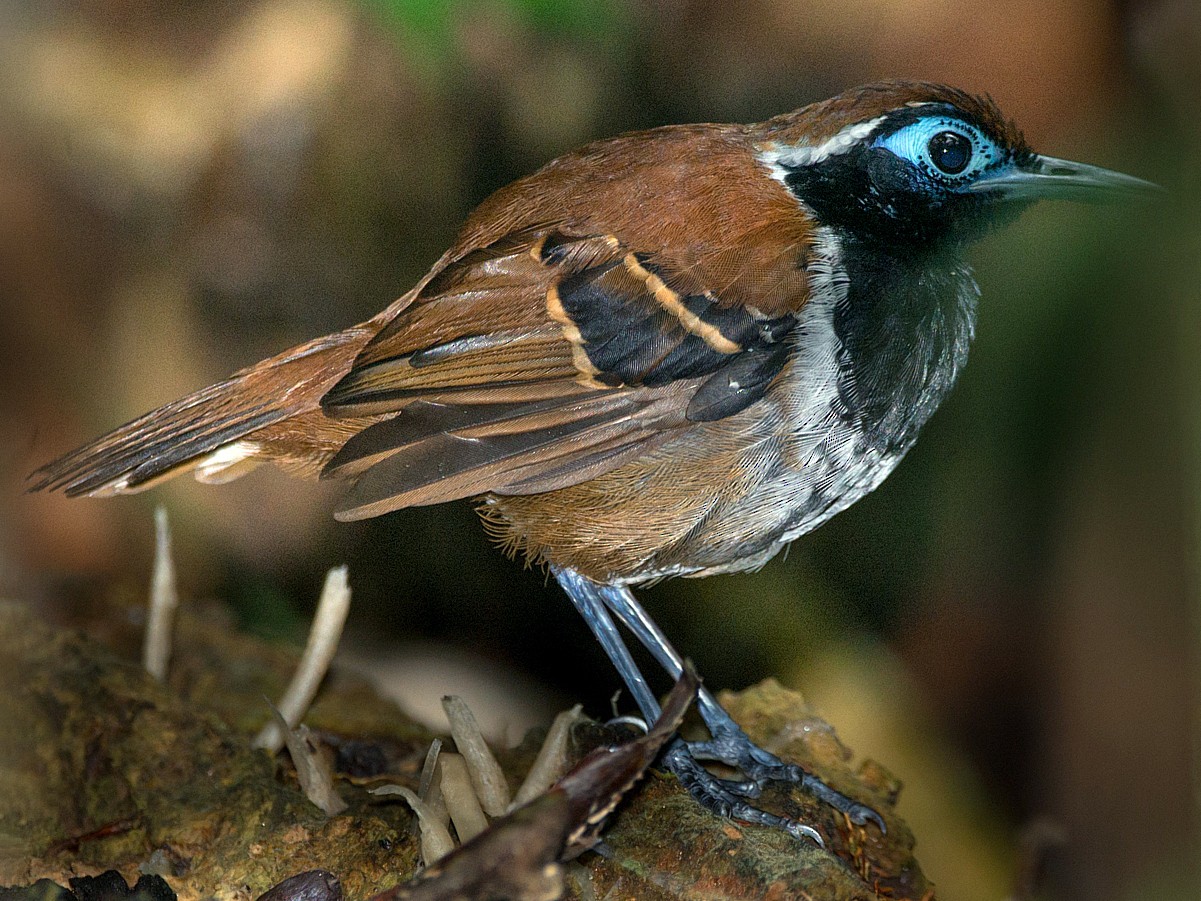 Ferruginous-backed Antbird - eBird