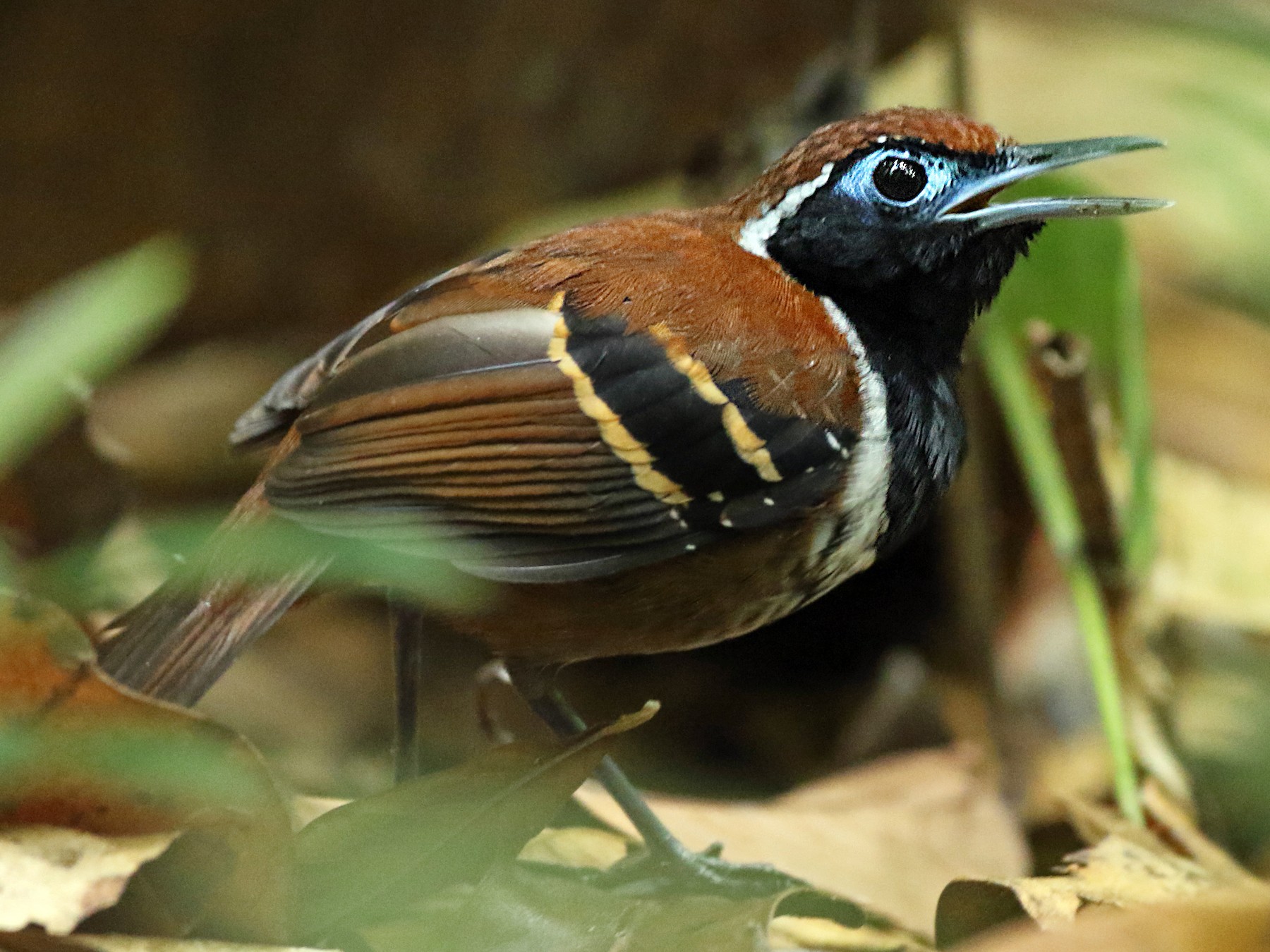 Ferruginous-backed Antbird - eBird