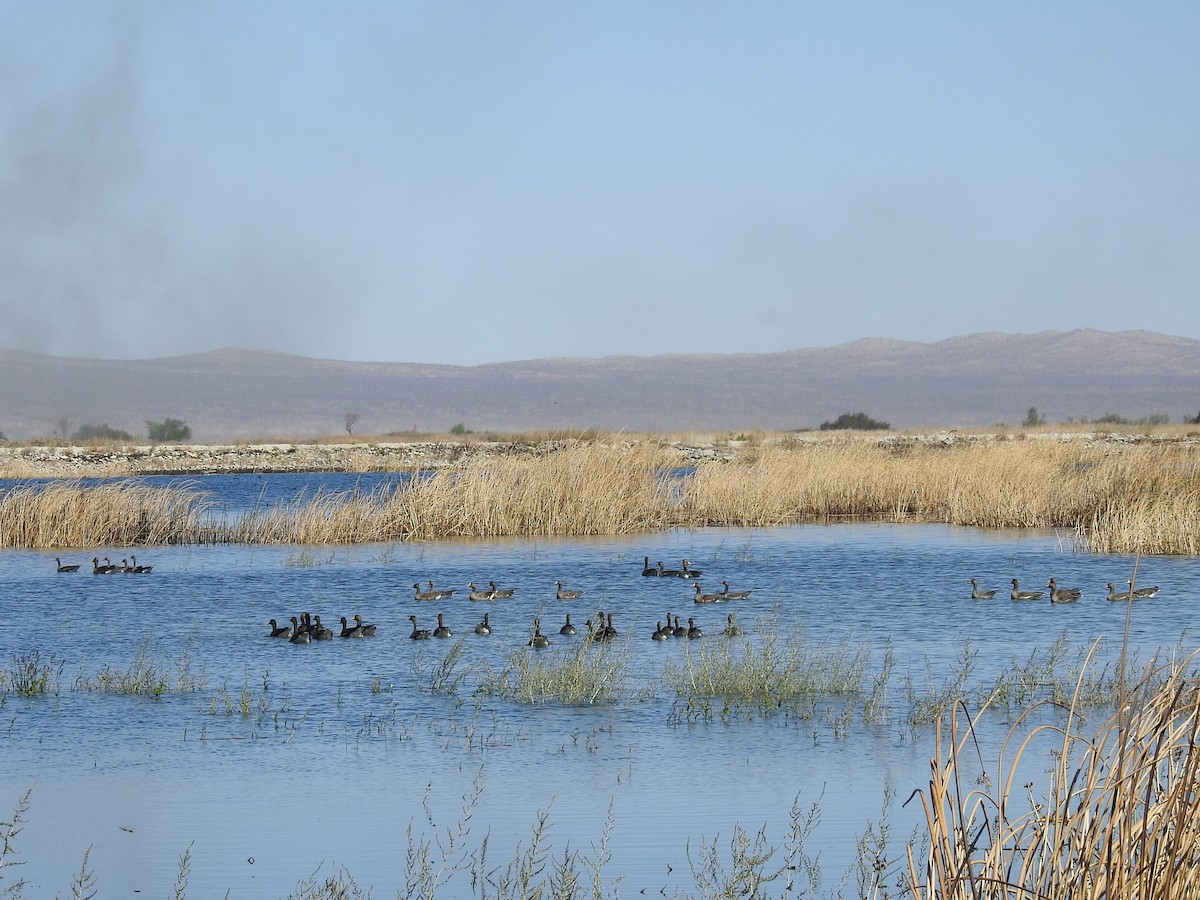 eBird Checklist - 1 Oct 2019 - Piute Ponds (permit required) - 77 ...