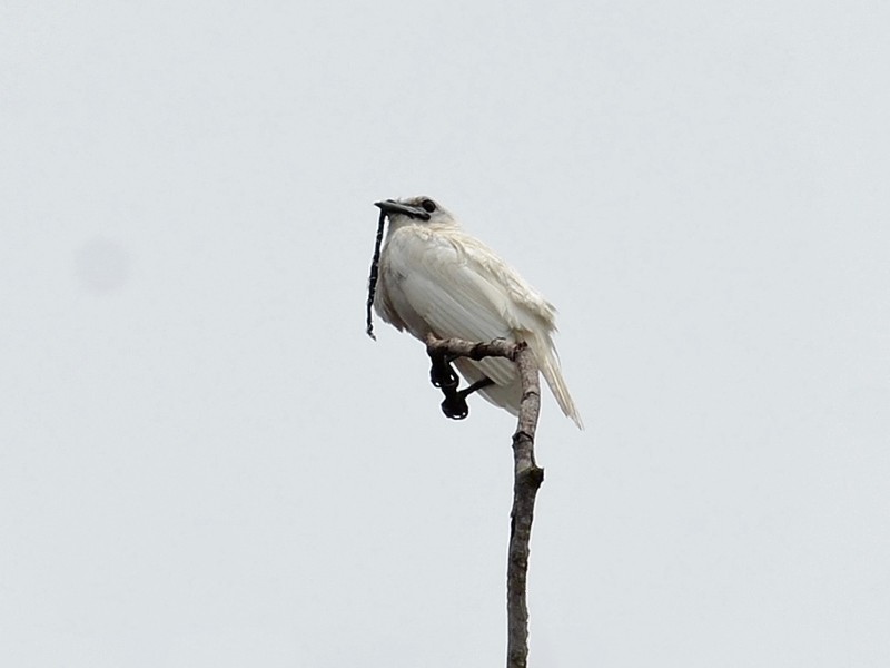 White Bellbird - eBird