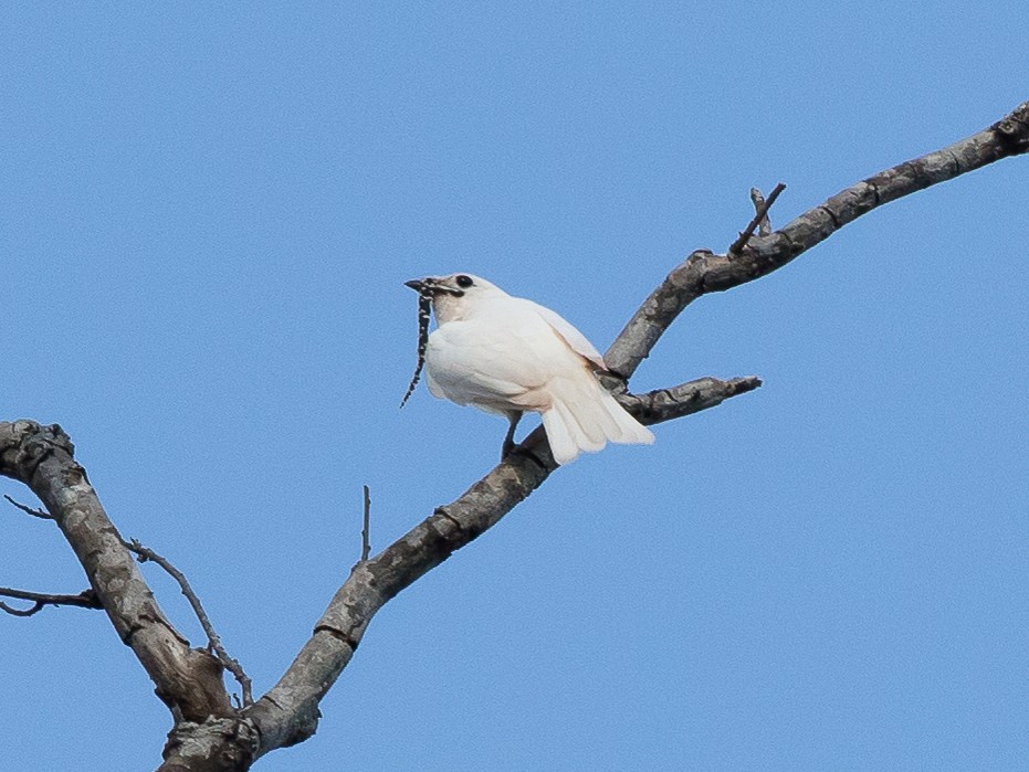 Araponga blanc - eBird
