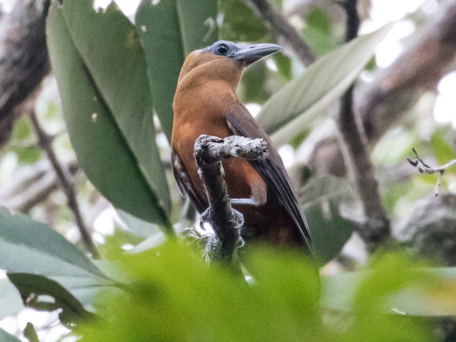 Capuchinbird - eBird