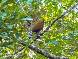 Capuchinbird - eBird