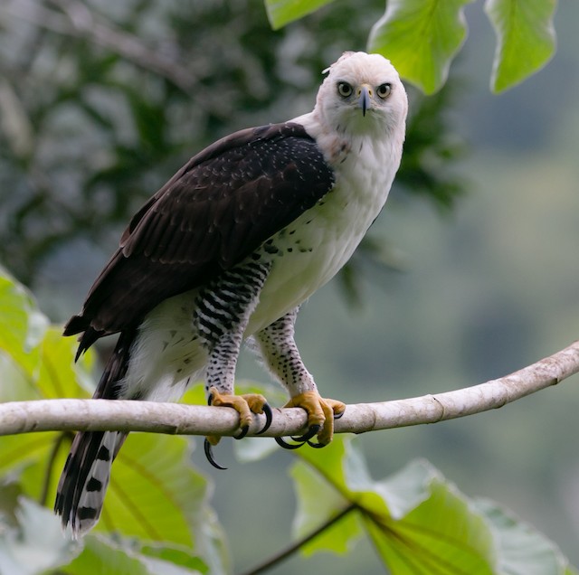 Ornate Hawk Eagle Flying