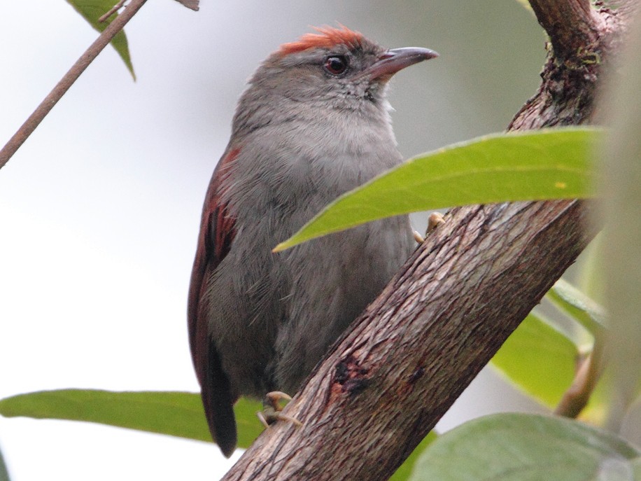 Tepui Spinetail - eBird