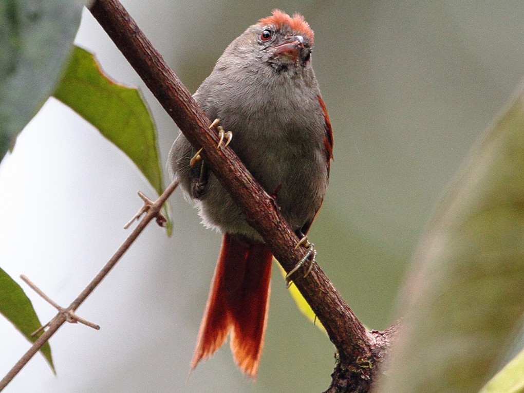 Tepui Spinetail - eBird