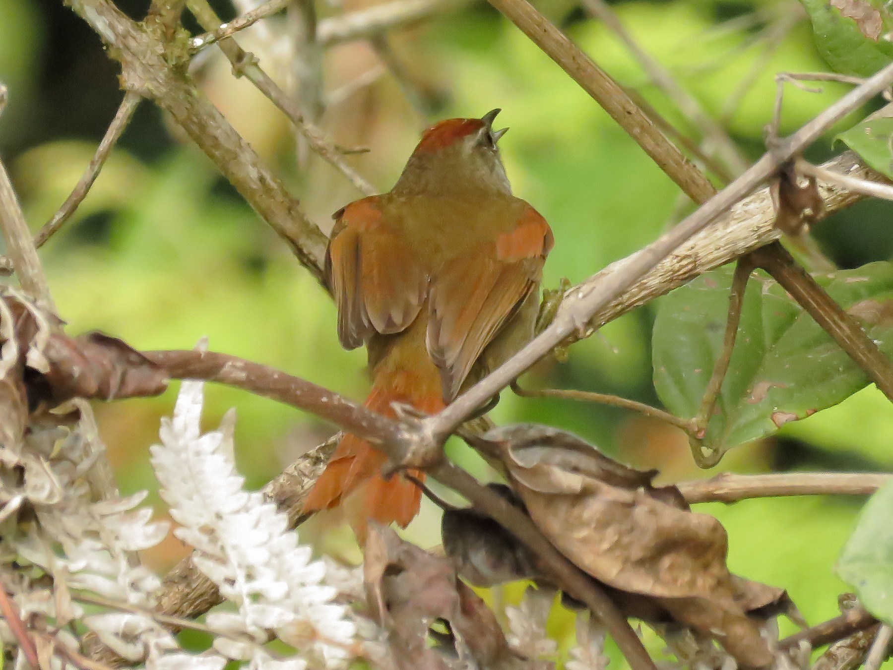 Tepui Spinetail - eBird