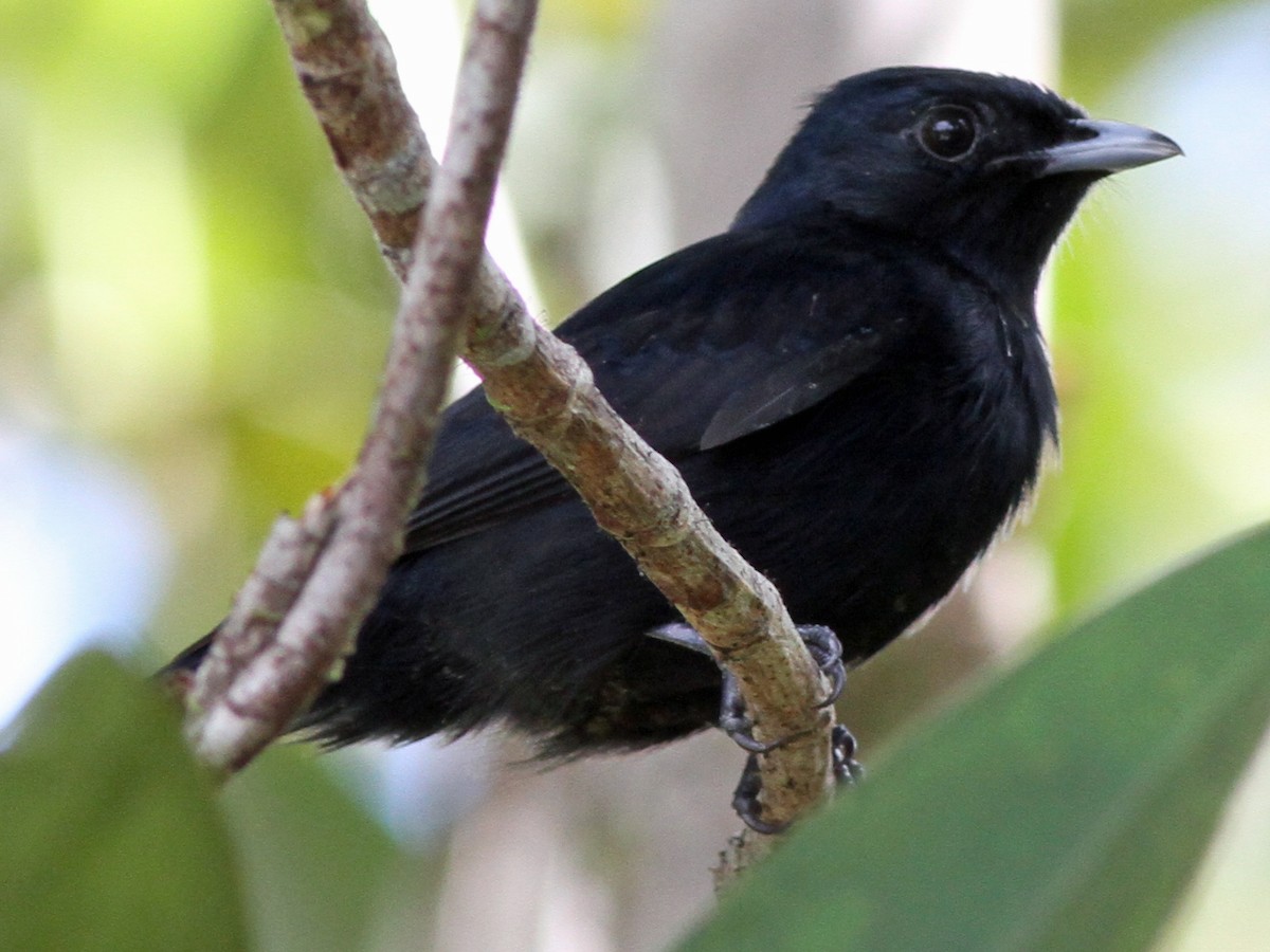 Black Manakin - Xenopipo atronitens - Birds of the World
