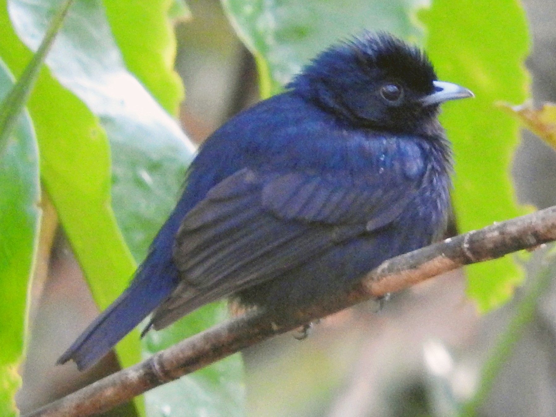 Black Manakin - eBird
