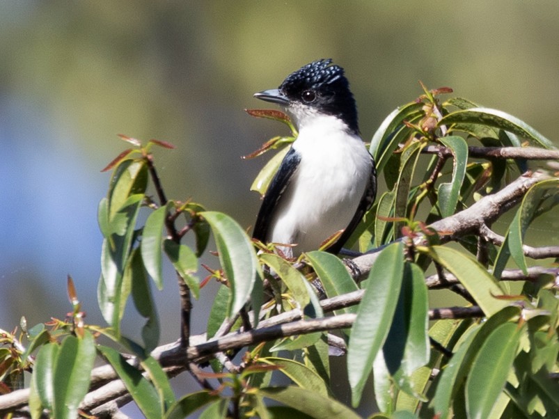 Glossy-backed Becard - eBird