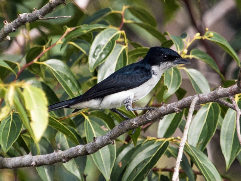 Glossy-backed Becard - Pachyramphus surinamus - Birds of the World