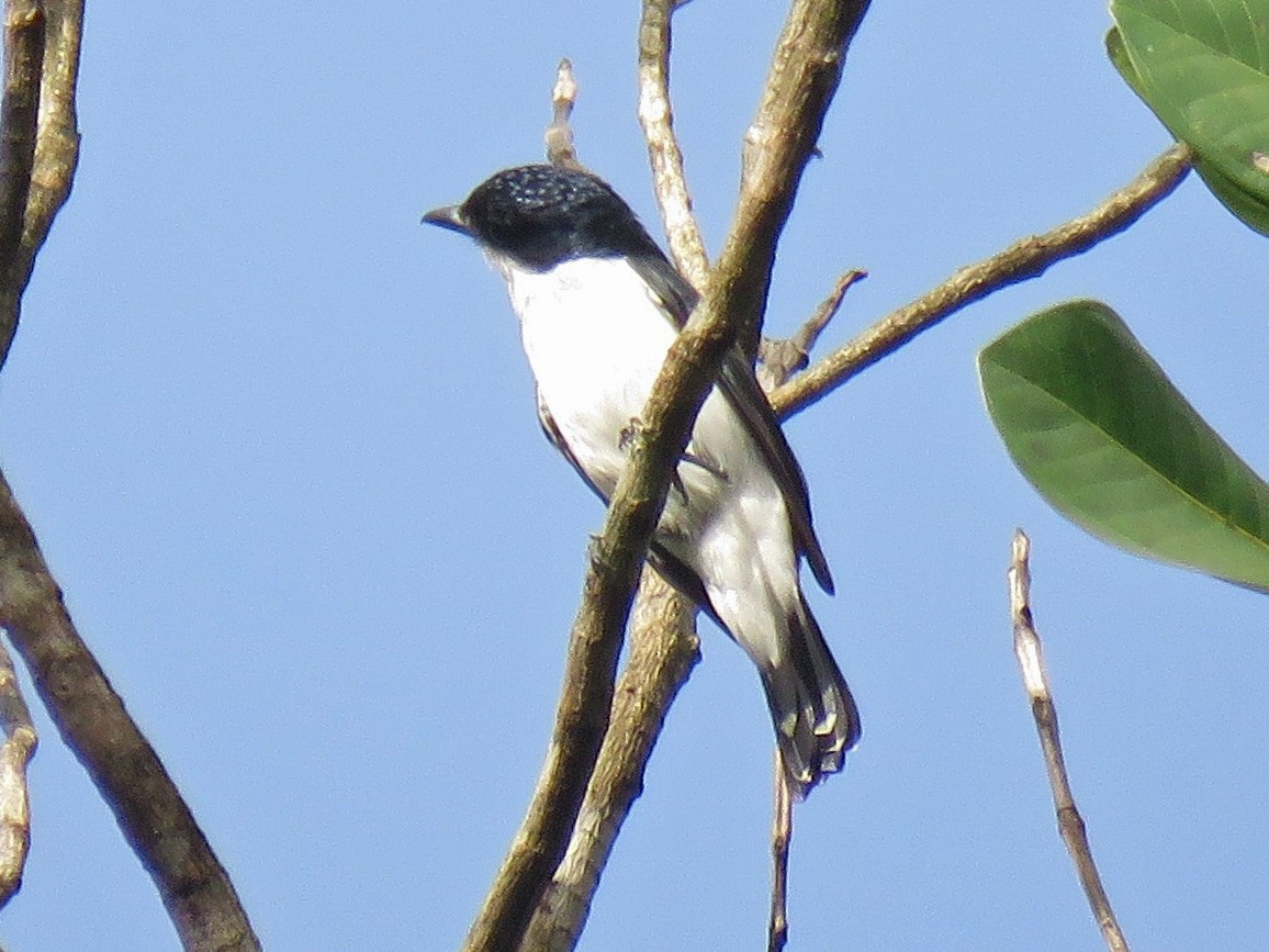 Glossy-backed Becard - eBird