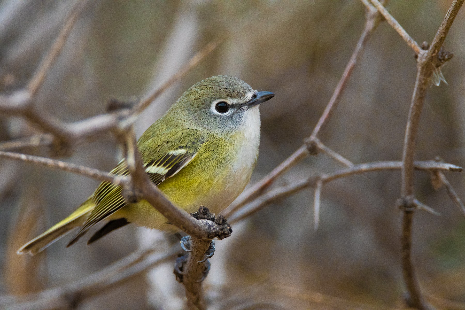 Cassin's/Blue-headed Vireo - eBird