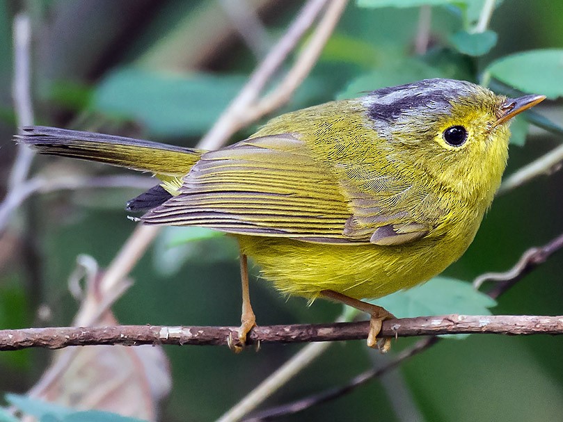 Martens's Warbler - eBird