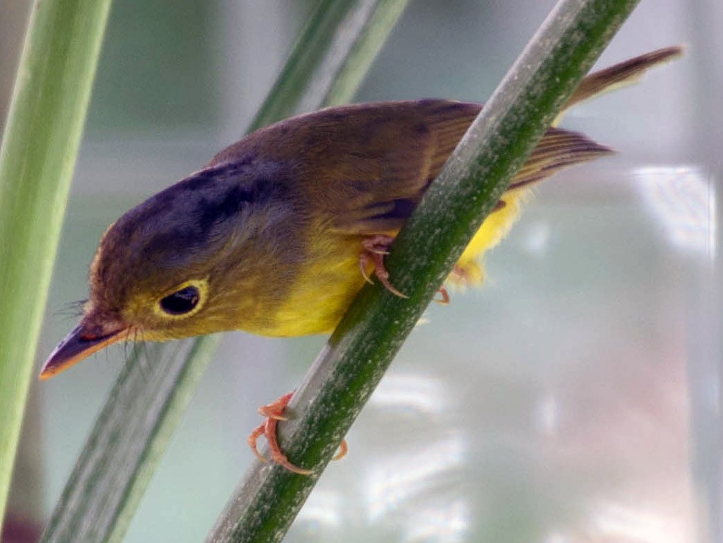 Alström's Warbler - eBird
