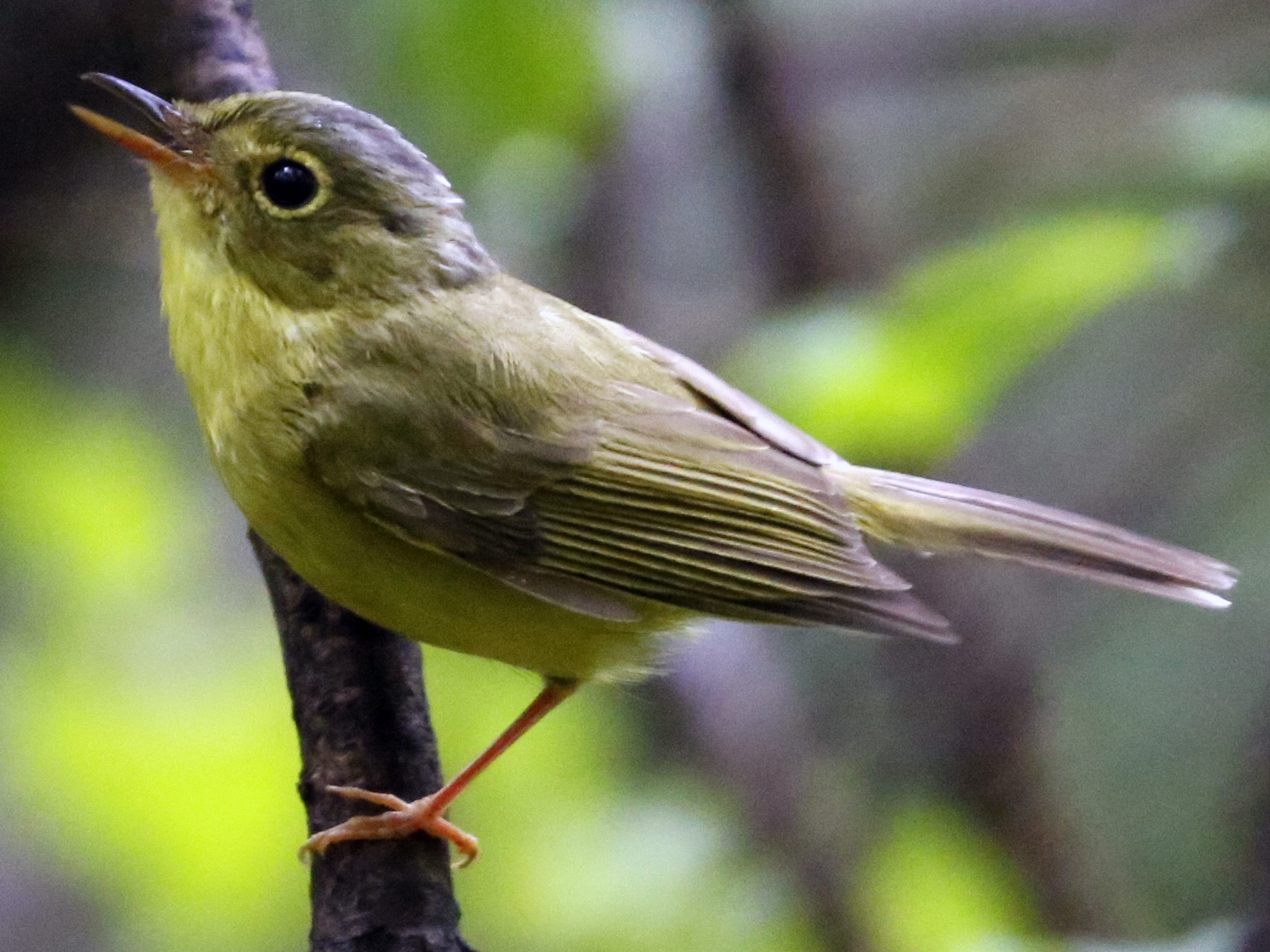 Alström's Warbler - eBird