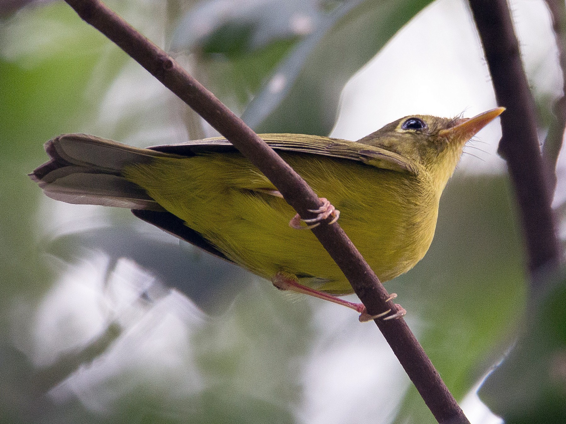 Alström's Warbler - eBird