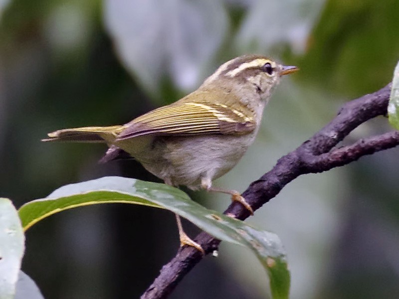 Emei Leaf Warbler - eBird